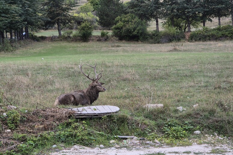 Villalago, borgo d’Abruzzo incantato dai cervi in amore: uno spettacolo ...