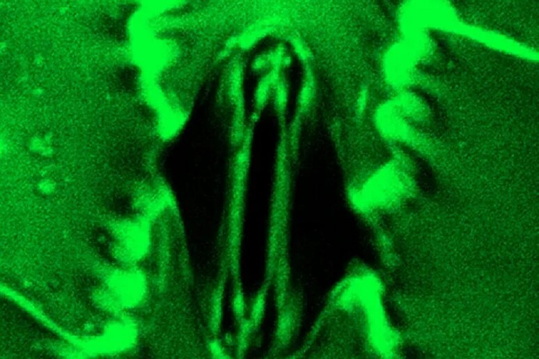 Stomata In-Sight: La tecnologia che svela il respiro segreto delle ...